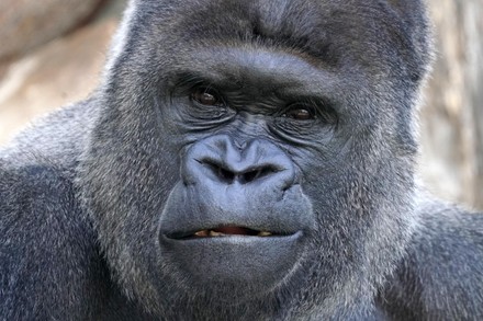 2,000 Anthropoidea Stock Pictures, Editorial Images and Stock Photos ...