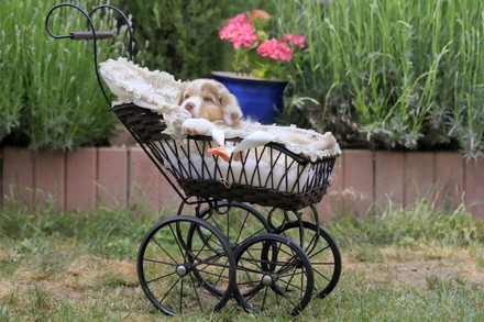 9,000 Puppy dog Stock Pictures, Editorial Images and Stock Photos ...