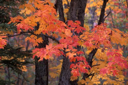 Fall Colors On Paper Birch Betula Editorial Stock Photo - Stock Image ...