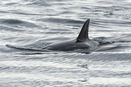 Killer Whales Orcinus Orca Orca San Editorial Stock Photo - Stock Image ...