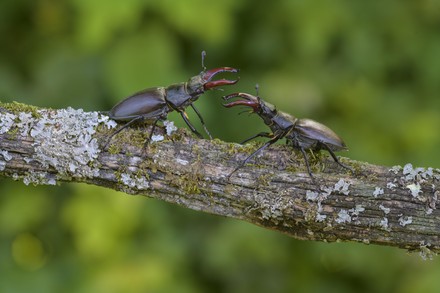 Stag Beetle Lucanus Cervus Two Males Editorial Stock Photo - Stock ...