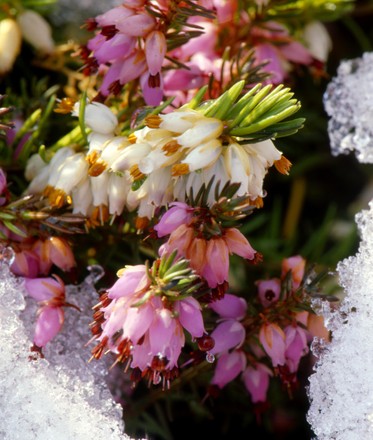 Heather Erica Snow True Crossleaved Heath Editorial Stock Photo - Stock ...