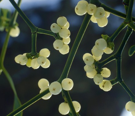 European Mistletoe Viscum Album Editorial Stock Photo - Stock Image ...
