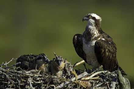 Western Osprey Pandion Haliaetus Eyrie Young Editorial Stock Photo ...