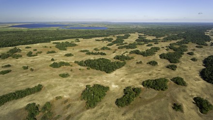 Letea Forests Northernmost Subtropical Forest Grindul Editorial Stock ...