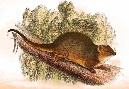 Kangaroo Rat Dipodomys Spectabilis Bannertailed Kangaroo Editorial ...