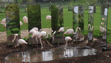 Marwell Wildlife puts mirrors in flamingo enclosure to encourage birds ...