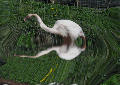 Marwell Wildlife puts mirrors in flamingo enclosure to encourage birds ...