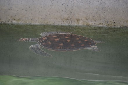 Sea Turtle Conservation Center Located Sattahip Editorial Stock Photo ...