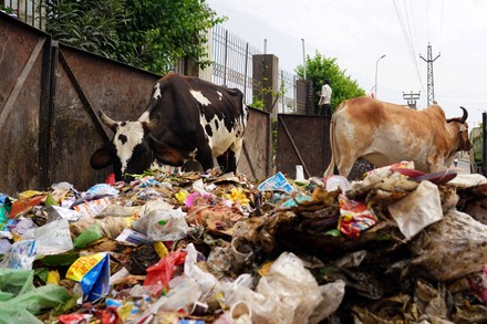 Cow Eats Plastic Garbage Dump On Editorial Stock Photo - Stock Image ...