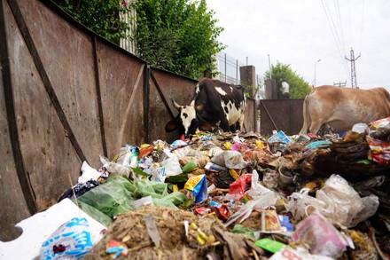 Cow Eats Plastic Garbage Dump On Editorial Stock Photo - Stock Image ...