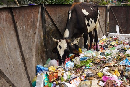 Cow Eats Plastic Garbage Dump On Editorial Stock Photo - Stock Image ...