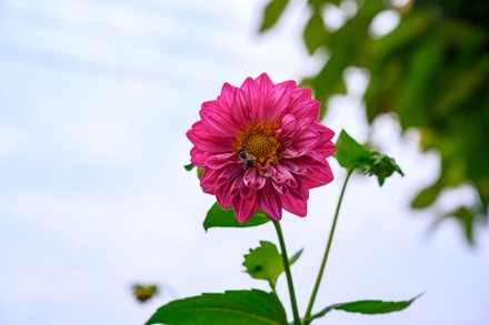 Indian Honey Bee Eastern Honey Bee Editorial Stock Photo - Stock Image ...