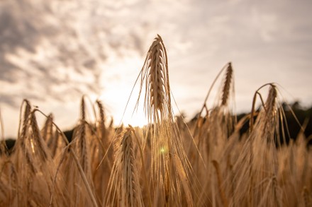 Freshly Harvested Barley Stored On Trailer Editorial Stock Photo ...