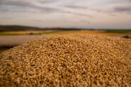 Freshly Harvested Barley Stored On Trailer Editorial Stock Photo ...