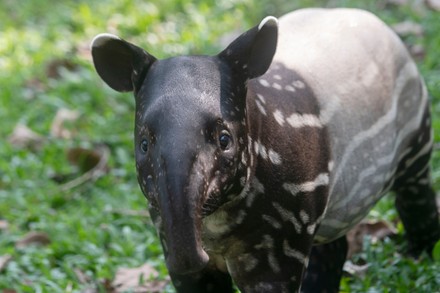 250 Malayan tapir Stock Pictures, Editorial Images and Stock Photos ...