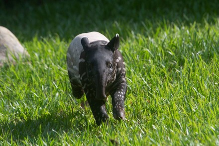 250 Malayan tapir Stock Pictures, Editorial Images and Stock Photos ...