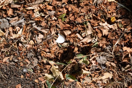 Smashed Birds Egg Lays On Dead Editorial Stock Photo - Stock Image ...