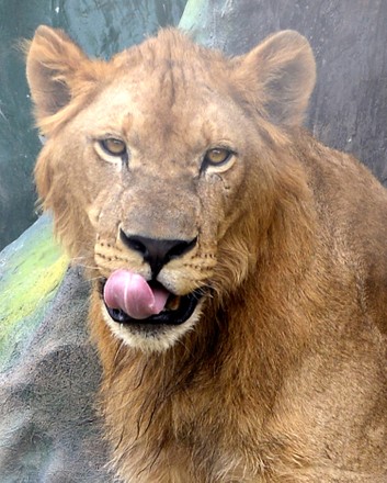 Lion Pictured Zoo Rawalpindi Pakistan On Editorial Stock Photo - Stock ...