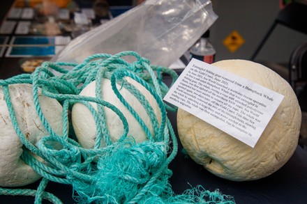 Queensland Museum Plastic Pollution Displays Launch Editorial Stock ...