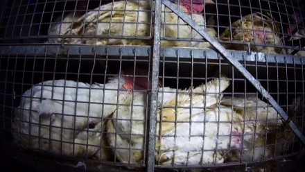 L214 Unveils Shocking Images Of A Turkey Slaughterhouse - France ...
