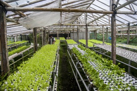 750 Farm practice Stock Pictures, Editorial Images and Stock Photos ...