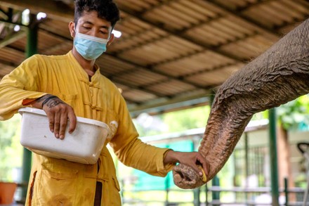 Staff Member Feeds Injured Elephant Friends Editorial Stock Photo ...