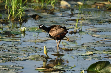 Bronzewinged Jacana Looks Food On Pond Editorial Stock Photo - Stock ...