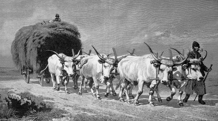 5 Ox drawn carriages Stock Pictures, Editorial Images and Stock Photos ...