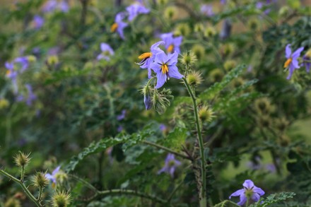 500 Nightshade Stock Pictures, Editorial Images and Stock Photos ...