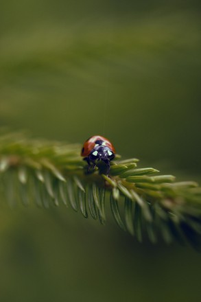 500 Ladybug Stock Pictures, Editorial Images and Stock Photos ...