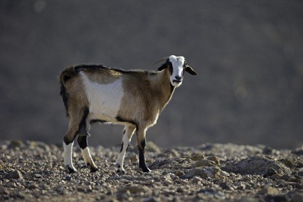 Domestic Goat Capra Aegagrus Hircus Fuerteventura Editorial Stock Photo ...