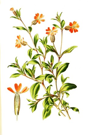Drooping Catchfly Hanging Campion Silene Pendula Editorial Stock Photo ...