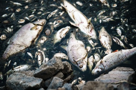 Dead Fish Float Water Oder River Editorial Stock Photo - Stock Image ...