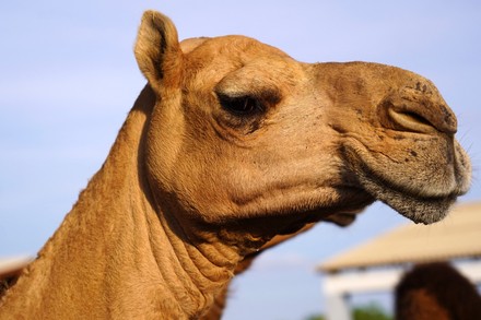 Herd Camels Camel Research Farm Bikaner Editorial Stock Photo - Stock ...