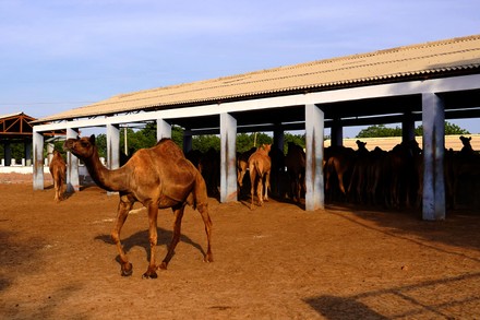Herd Camels Camel Research Farm Bikaner Editorial Stock Photo - Stock ...