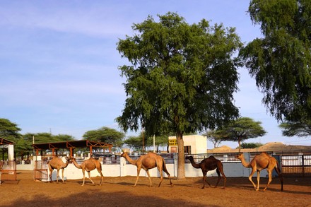 Herd Camels Camel Research Farm Bikaner Editorial Stock Photo - Stock ...