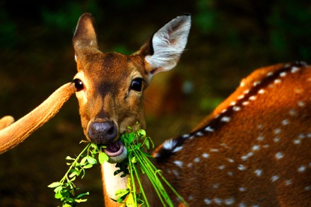 Spotted Deer Inside Garden Pushkar Indian Editorial Stock Photo - Stock ...