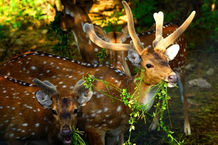 Spotted Deer Inside Garden Pushkar Indian Editorial Stock Photo - Stock ...