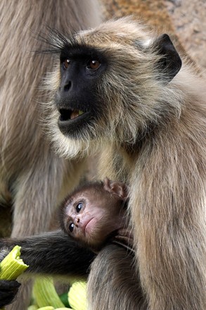 Baby Langur Sits On His Mothers Editorial Stock Photo - Stock Image ...
