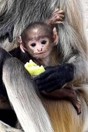 Baby Langur Sits On His Mothers Editorial Stock Photo - Stock Image ...