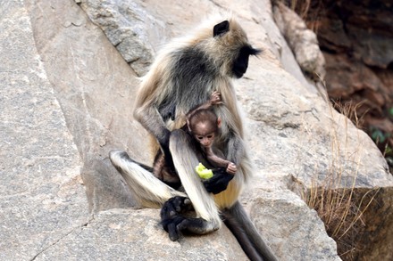 Baby Langur Sits On His Mothers Editorial Stock Photo - Stock Image ...