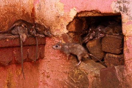 Rats Karni Mata Temple Deshnoke Near Editorial Stock Photo - Stock ...