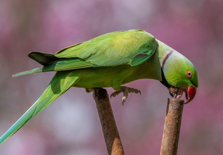 Roseringed Parakeets Perruches Collier Invasive Specie Editorial Stock ...