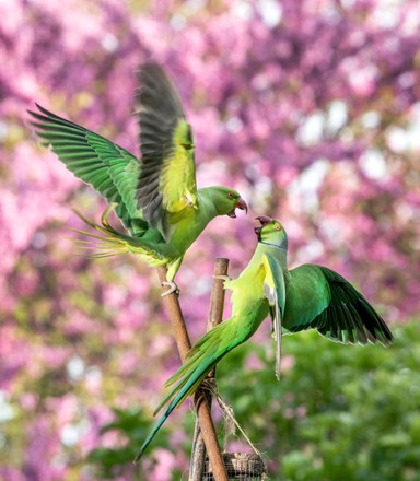 imágenes de Parakeets, Fighting for Peanuts - Paris, Rosny sous Bois ...