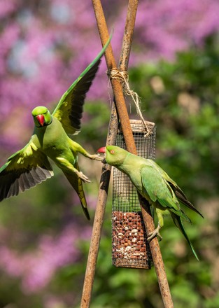 Roseringed Parakeets Perruches Collier Invasive Specie Editorial Stock ...