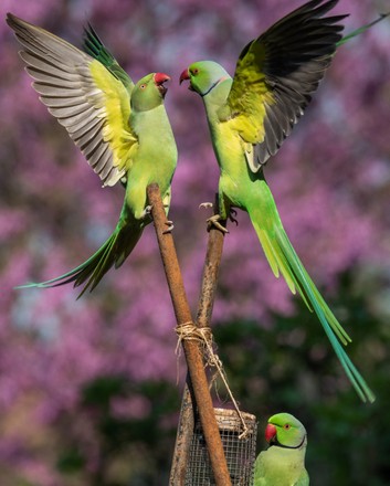 Roseringed Parakeets Perruches Collier Invasive Specie Editorial Stock ...