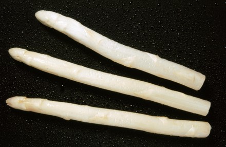 20,000 Spears Stock Pictures, Editorial Images and Stock Photos ...