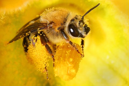 Squash Bee Peponapis Pruinosa Pollinating Flower Editorial Stock Photo ...