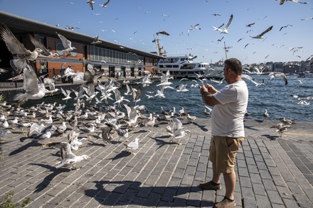 500 Flock of seagulls Stock Pictures, Editorial Images and Stock Photos ...